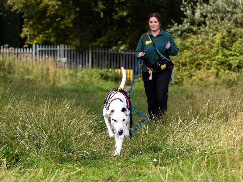 Off site Dog Walker Volunteer Volunteering Roles Dogs Trust